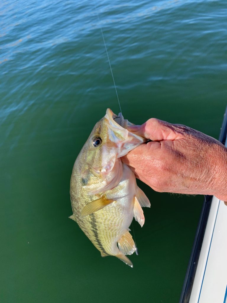 Fishing the 3” Shad Shape Worm - Baits.com