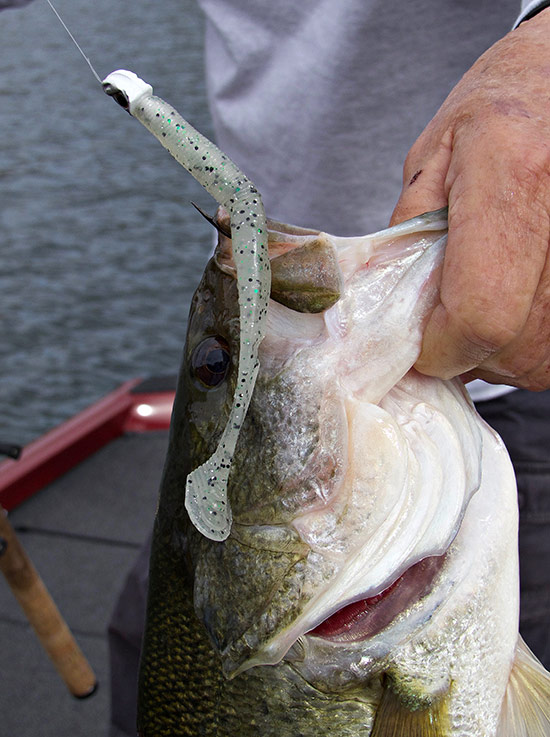 Swimbait Tips and Tricks - Baits.com