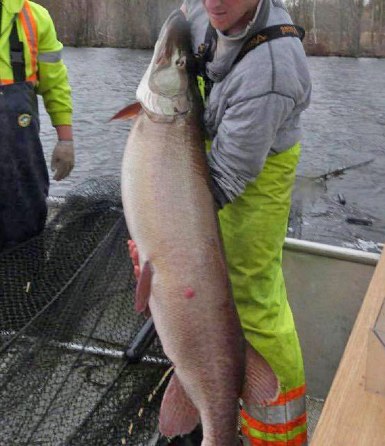 A Threat to St. Clair - Baits.com