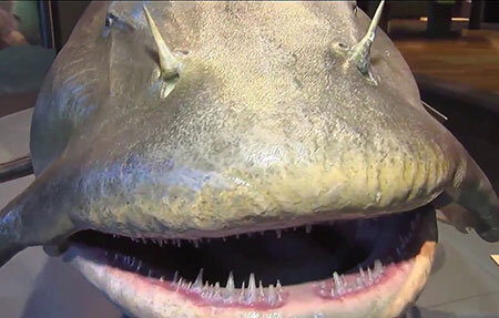 The Goonch that Stole Fishmas - Baits.com